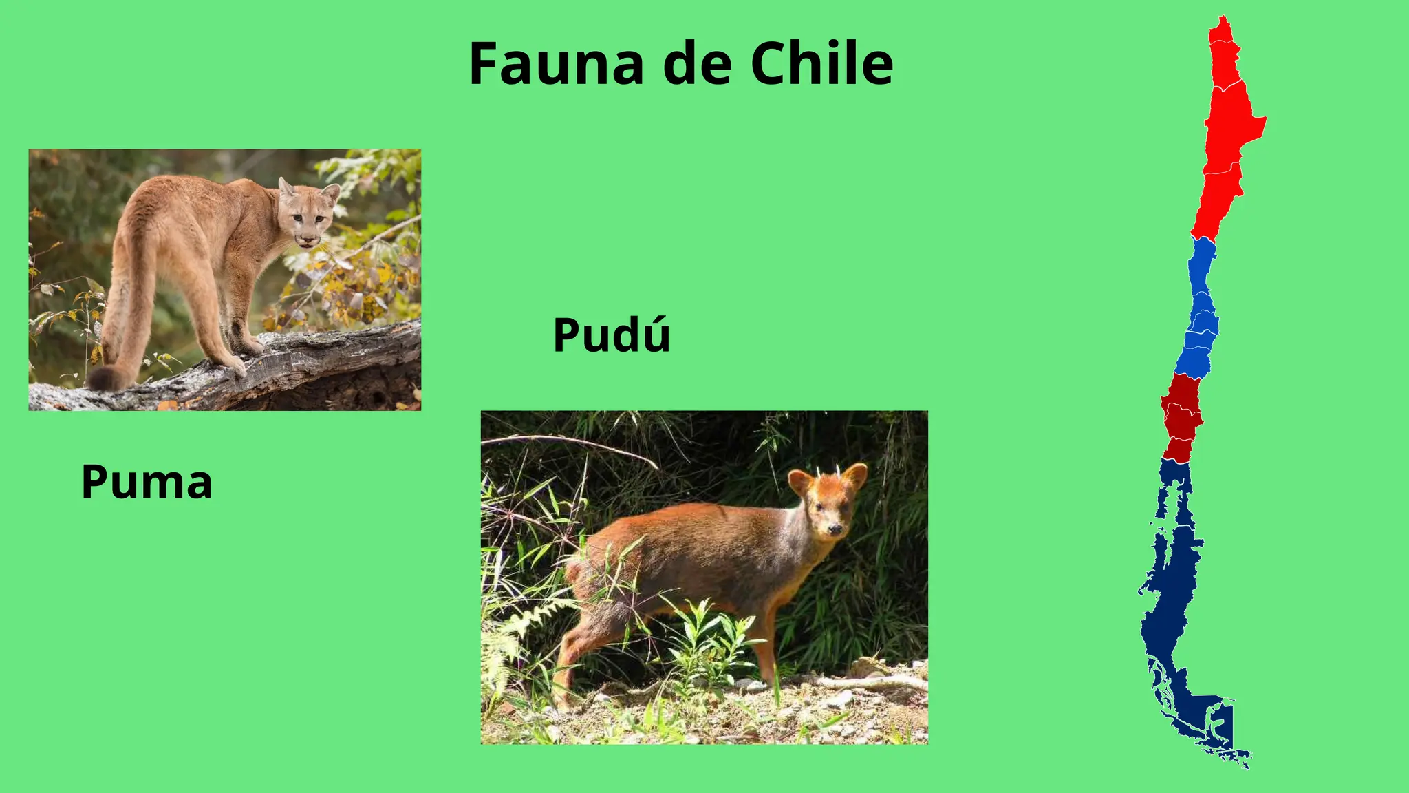 Power point de la flora y fauna de Chile | PPTX