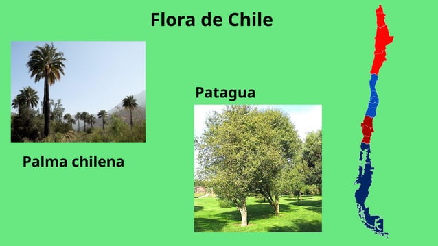 Power point de la flora y fauna de Chile | PPTX