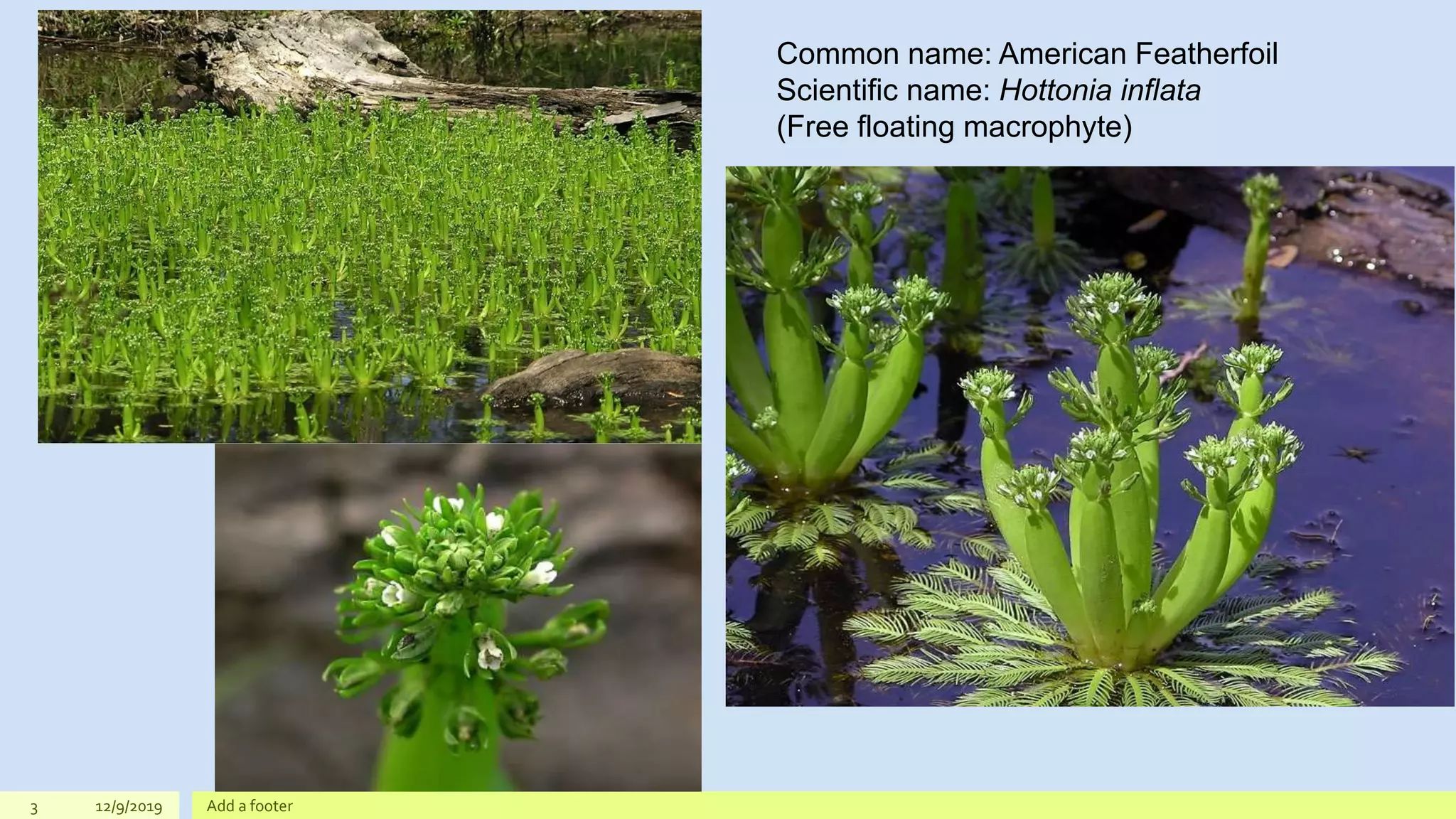 Aquatic macrophytes | PPTX | Fish and Aquariums | Pets