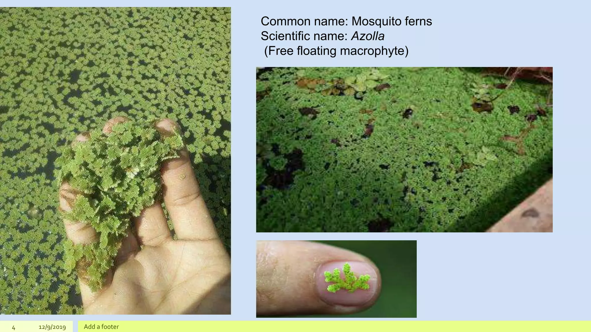 Aquatic macrophytes | PPTX