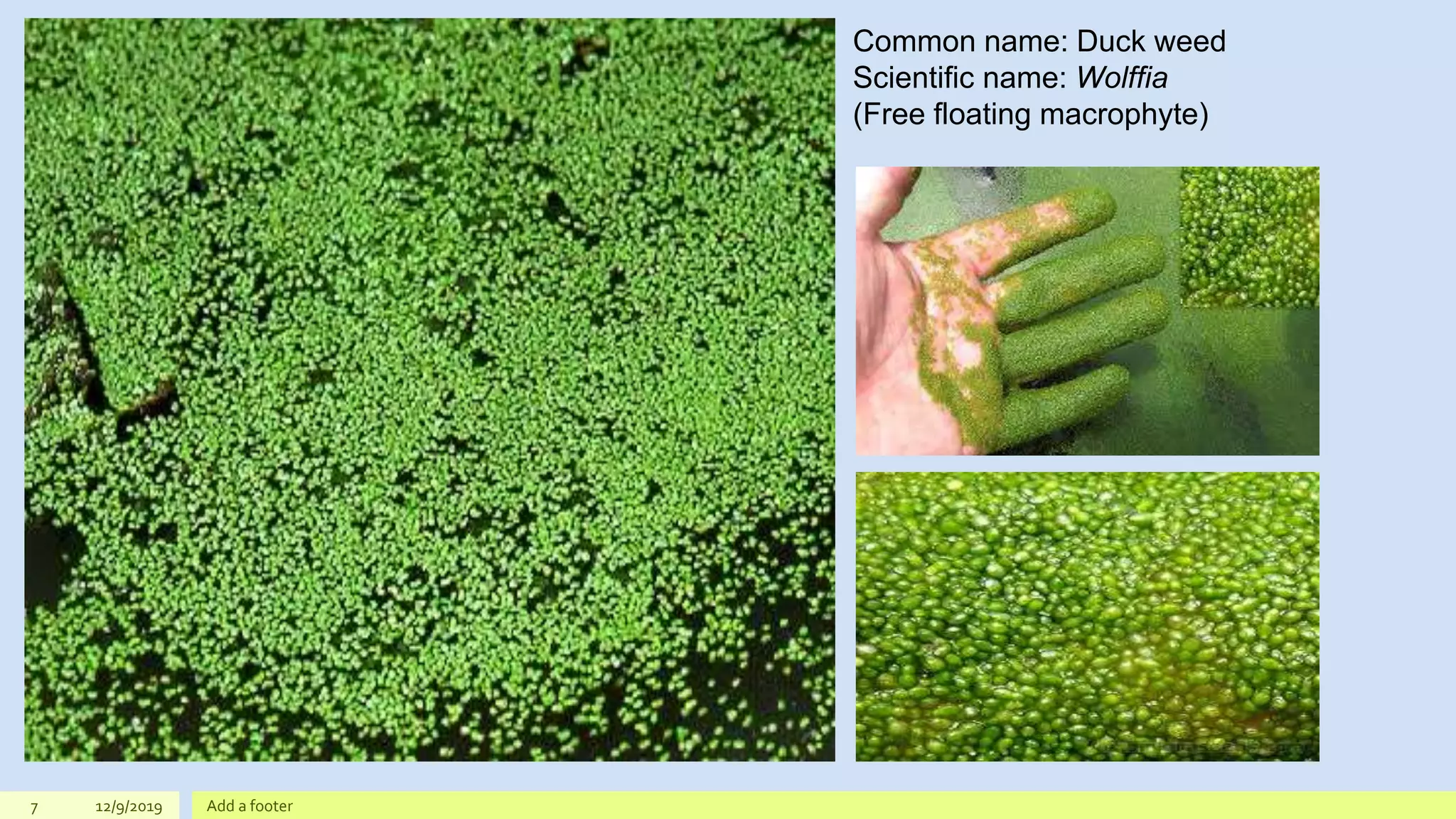 Aquatic macrophytes | PPTX