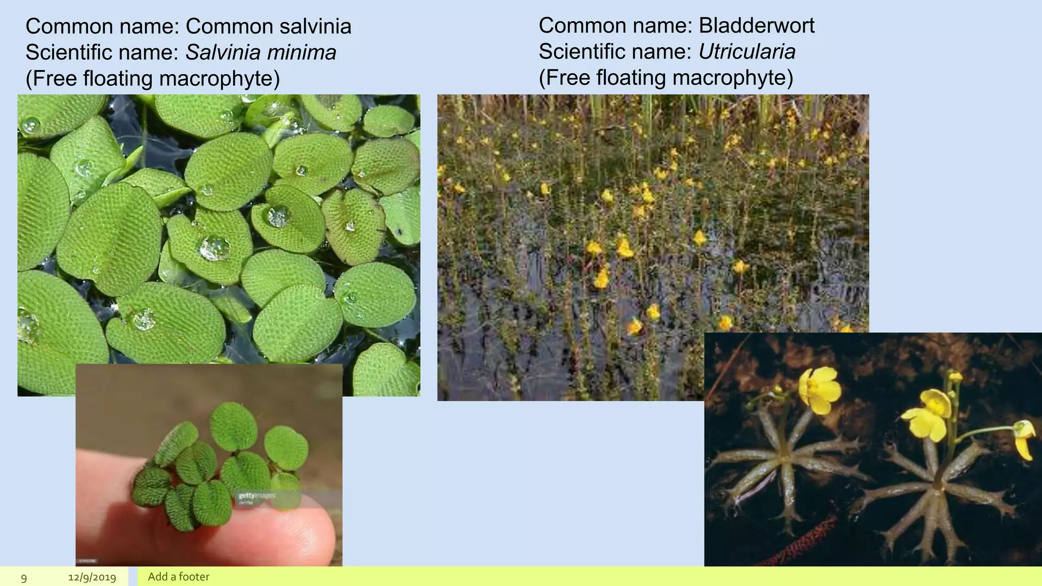 Aquatic macrophytes | PPTX