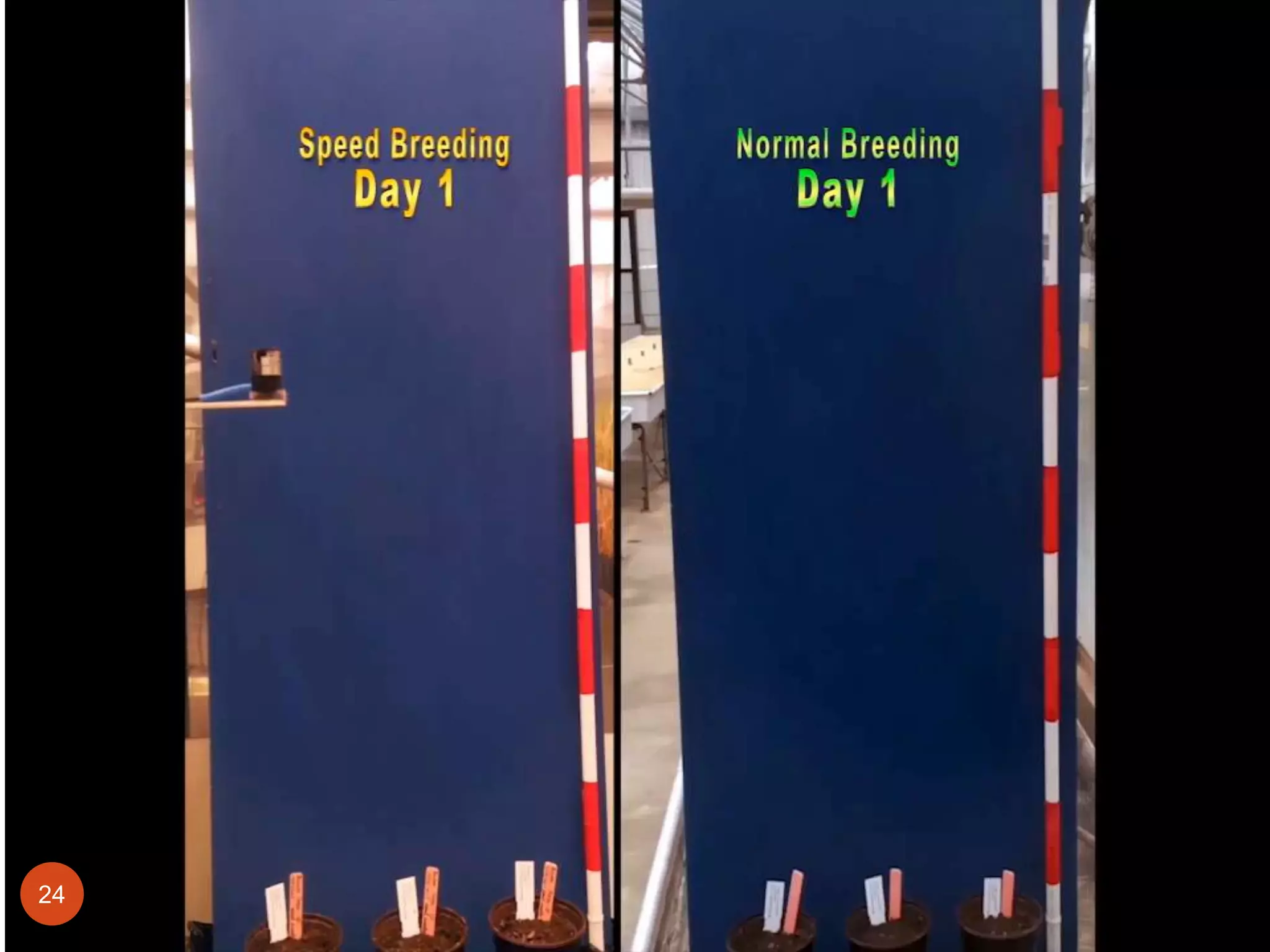 SPEED BREEDING AND ITS IMPLICATIONS IN CROP IMPROVEMENT | PPTX