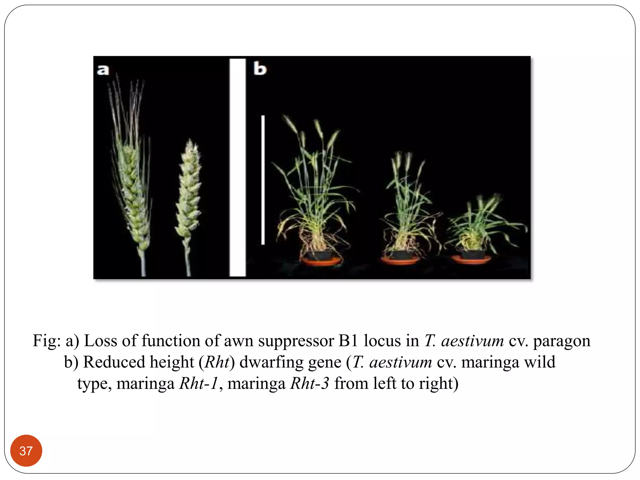 SPEED BREEDING AND ITS IMPLICATIONS IN CROP IMPROVEMENT | PPTX