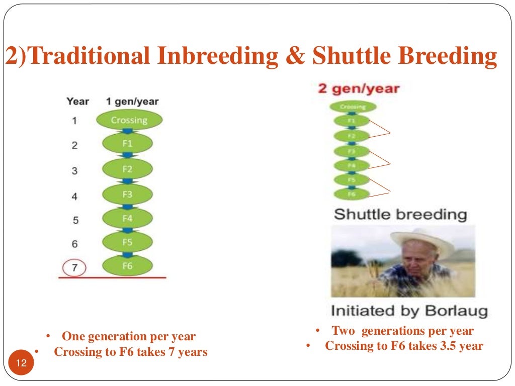 SPEED BREEDING AND ITS IMPLICATIONS IN CROP IMPROVEMENT