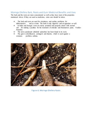 Shajna (Moringa Oleifera) | DOCX | Herbs and Supplements | Alternative ...