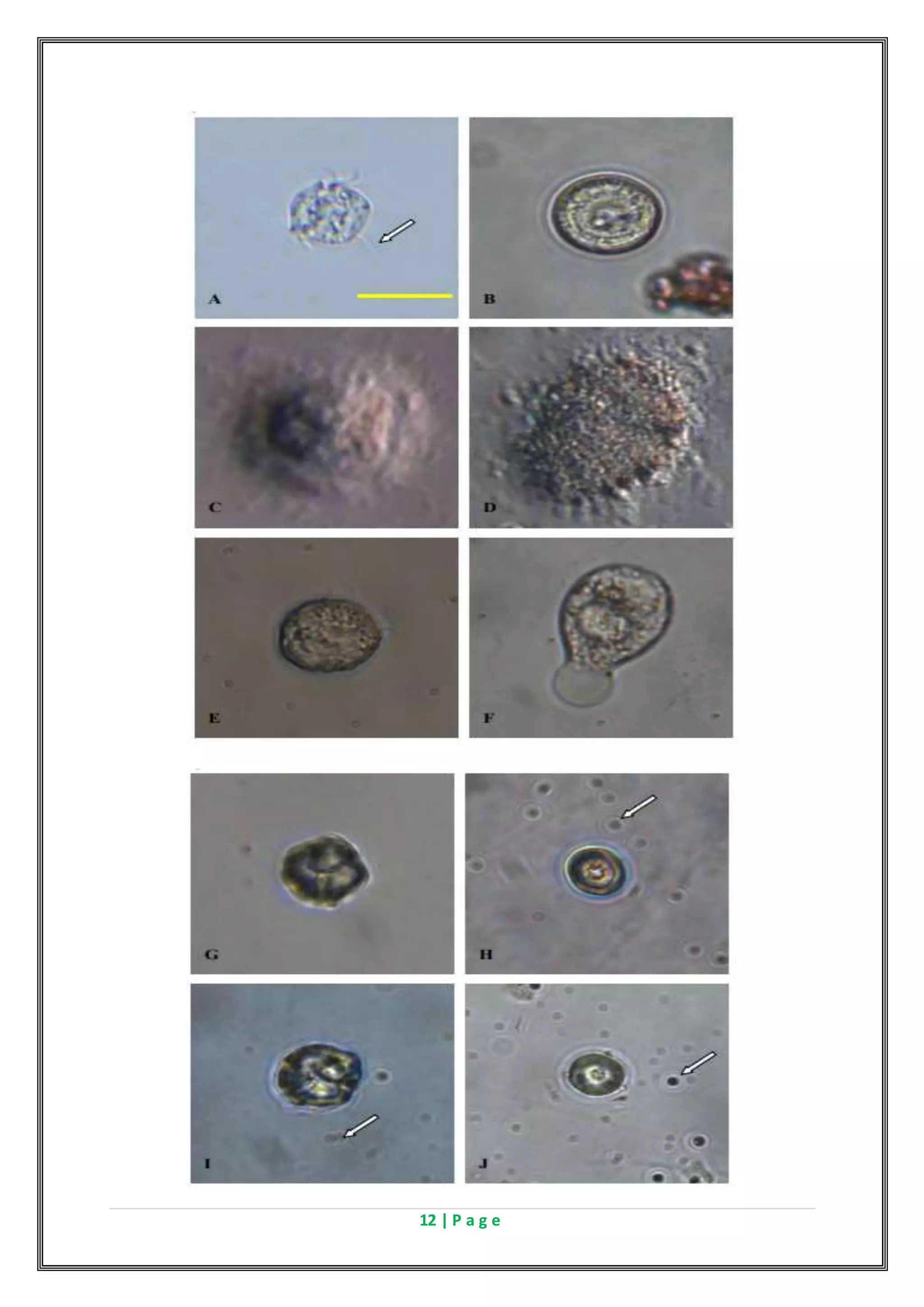 life cycle of protozoan fish parasite | DOCX