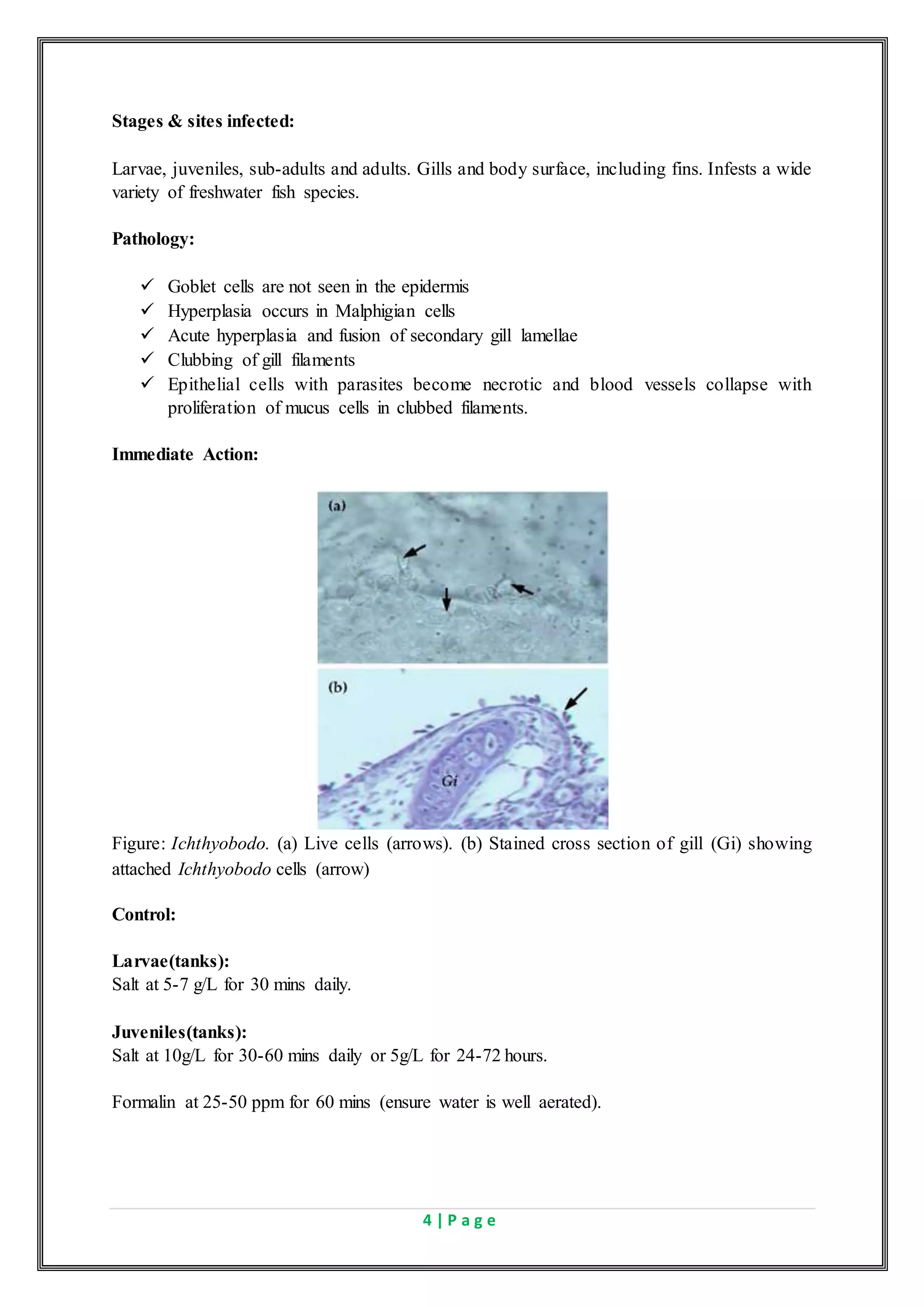 life cycle of protozoan fish parasite | DOCX