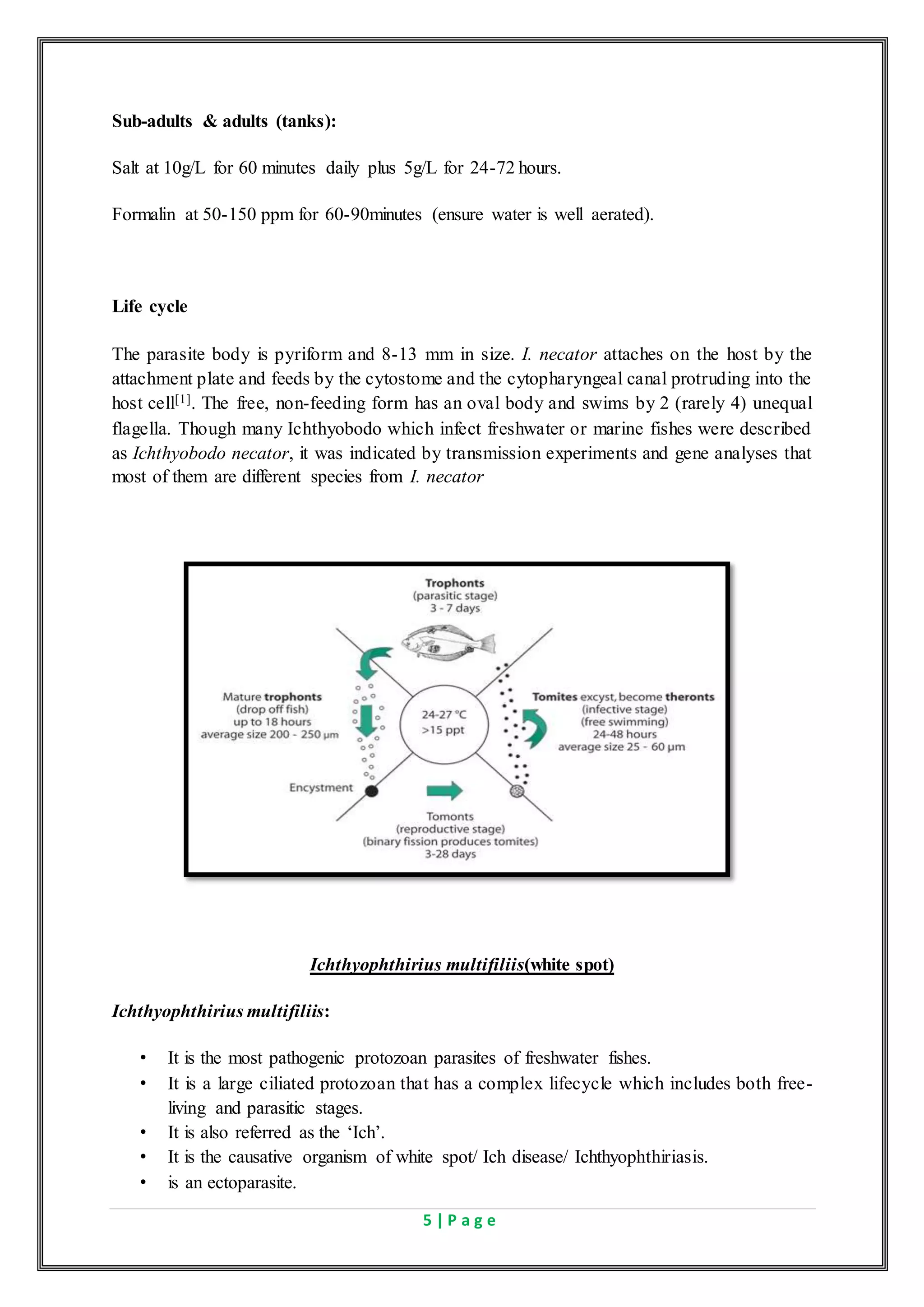 life cycle of protozoan fish parasite | DOCX
