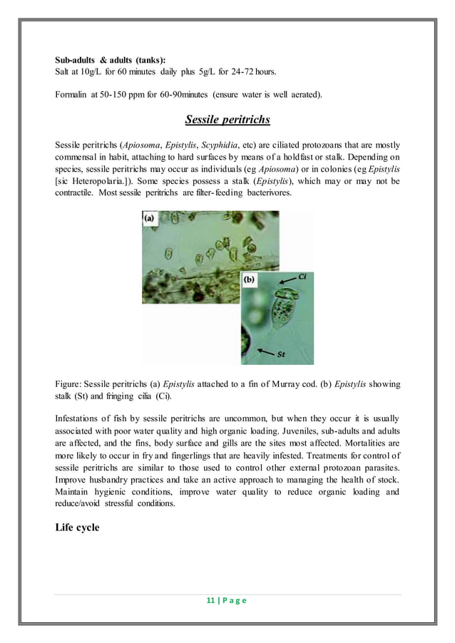 life cycle of protozoan fish parasite | DOCX | Biological Sciences ...