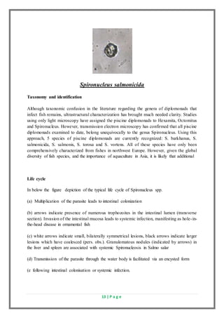 life cycle of protozoan fish parasite | DOCX