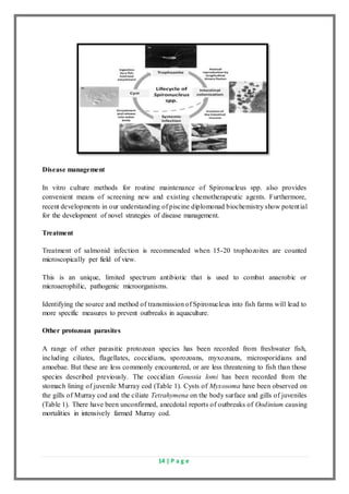 life cycle of protozoan fish parasite | DOCX