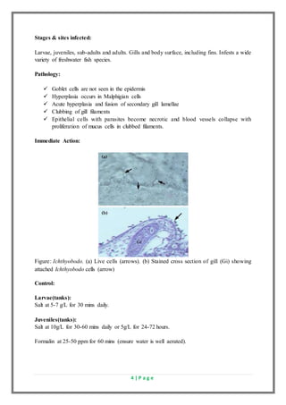 life cycle of protozoan fish parasite | DOCX