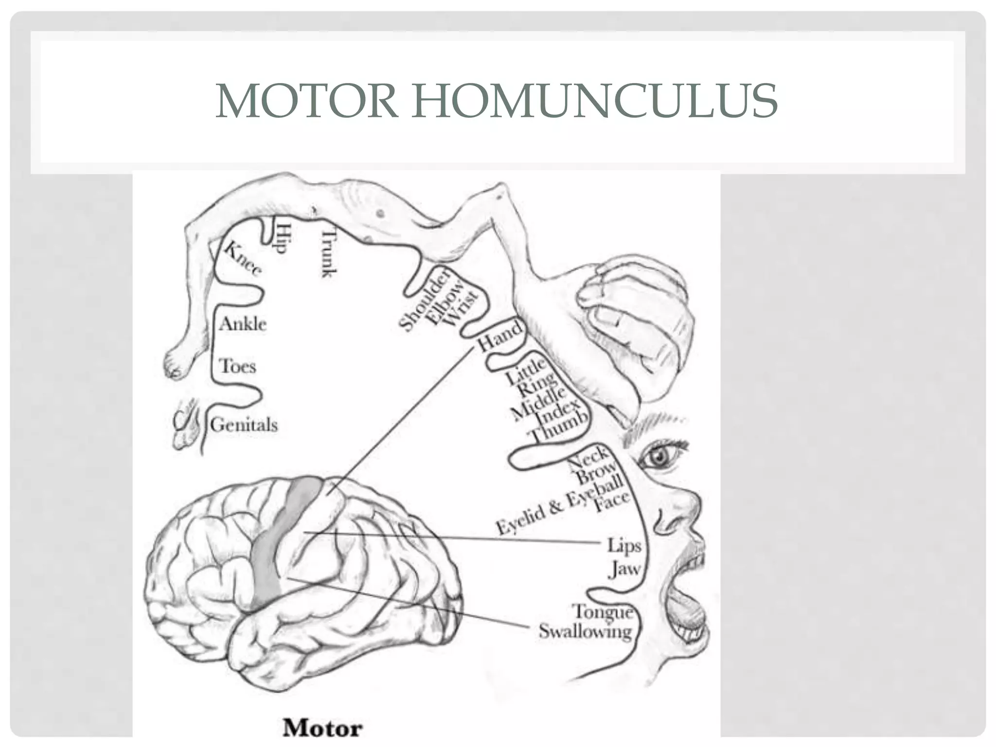 Roods approach a For Neuro Physiotherapy | PPTX