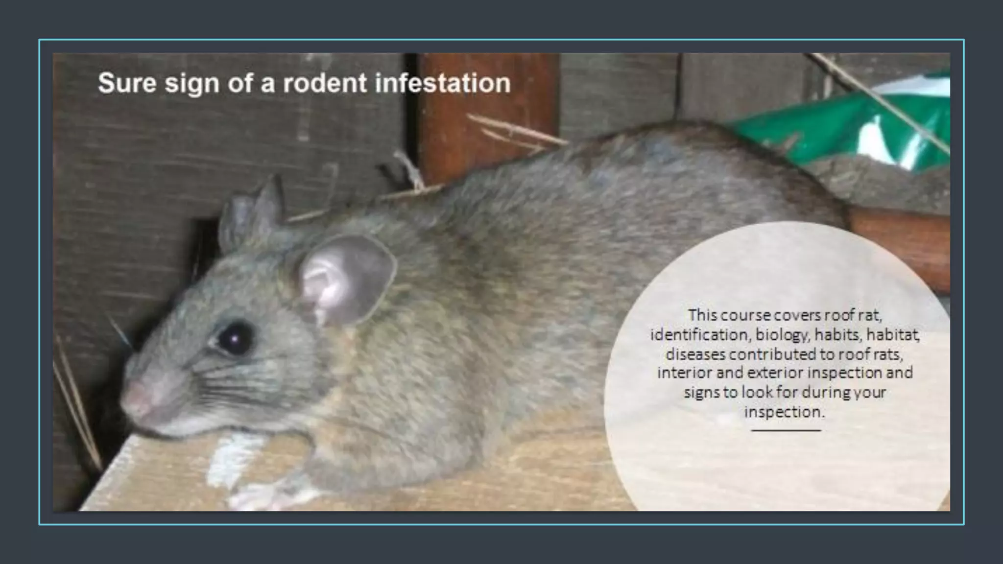 Roof Rats and What You Need To Know PDF.pdf