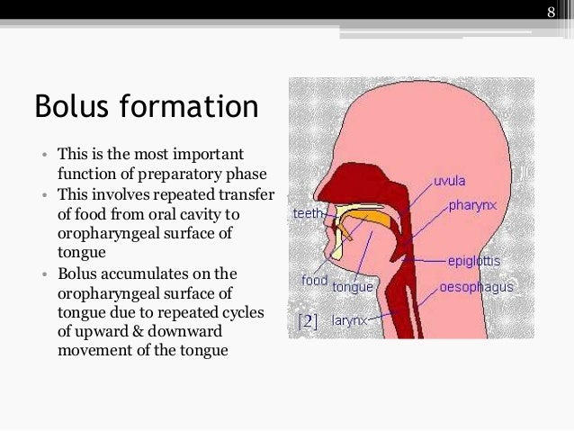 physiology of deglutition by ROOHIA