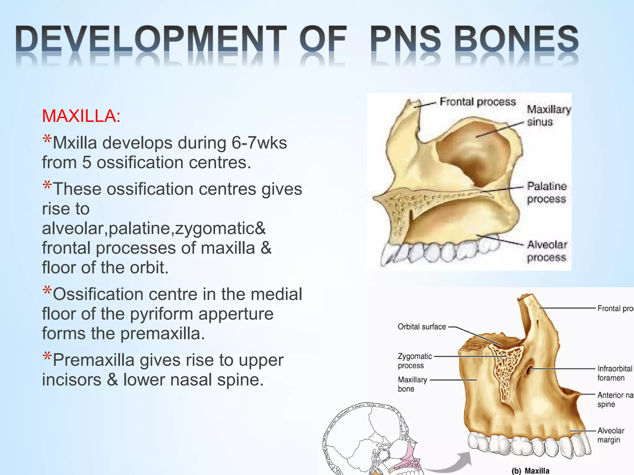 ANATOMY OF PNS BY ROOHIA | PPT