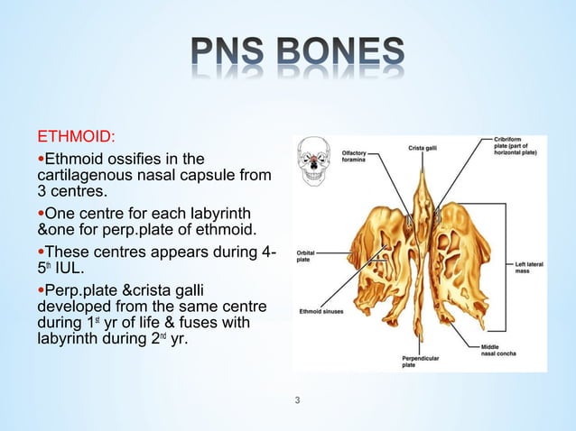 ANATOMY OF PNS BY ROOHIA | PPT