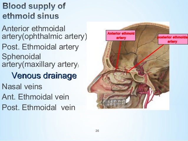ANATOMY OF PNS BY ROOHIA