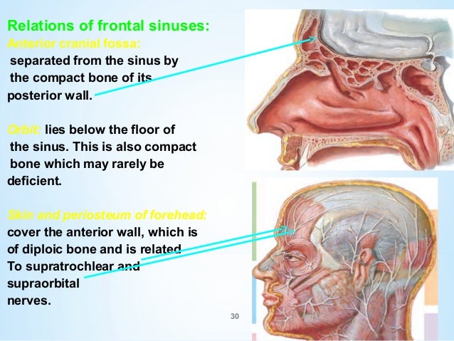 Frontonasal Duct