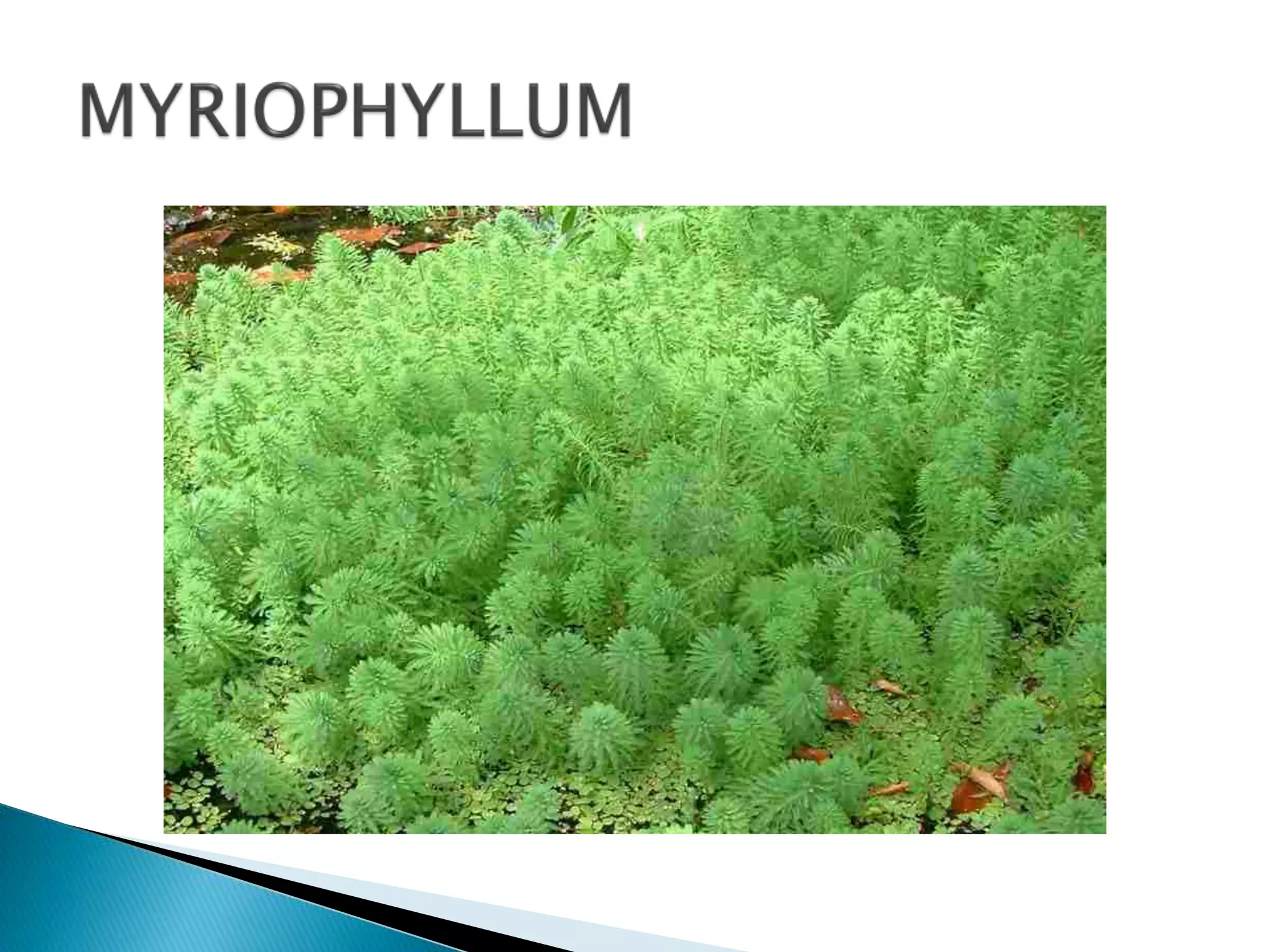 Root - Characteristics, types, Structure & Functions | PPTX