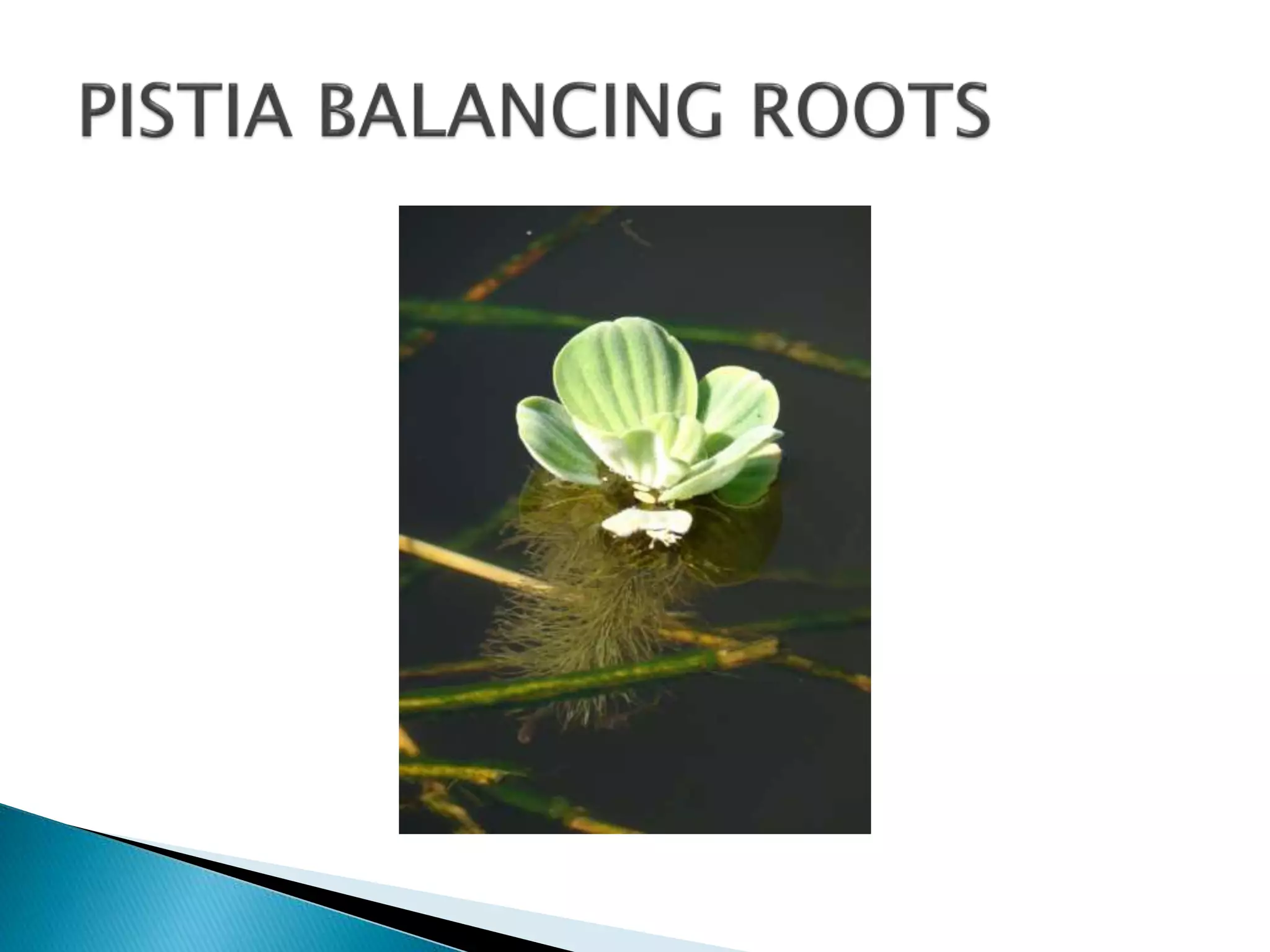 Root Characteristics Types Structure And Functions Pptx