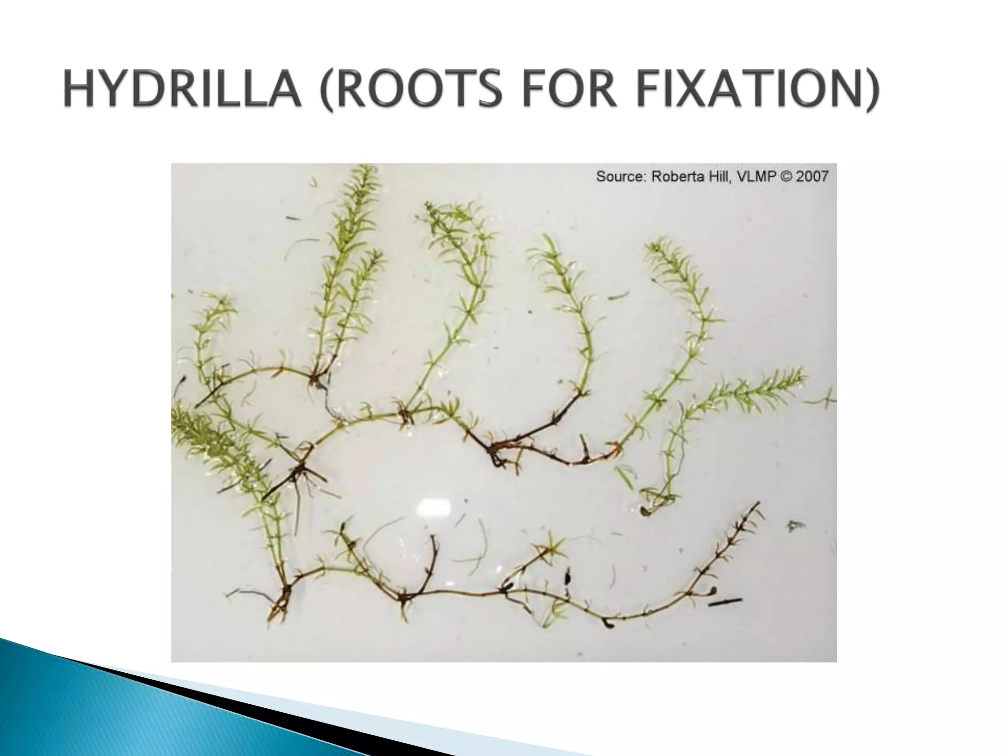 Root - Characteristics, types, Structure & Functions | PPTX