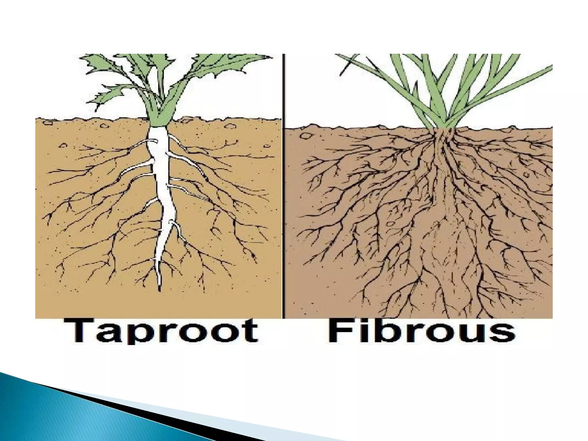 Root - Characteristics, types, Structure & Functions | PPTX