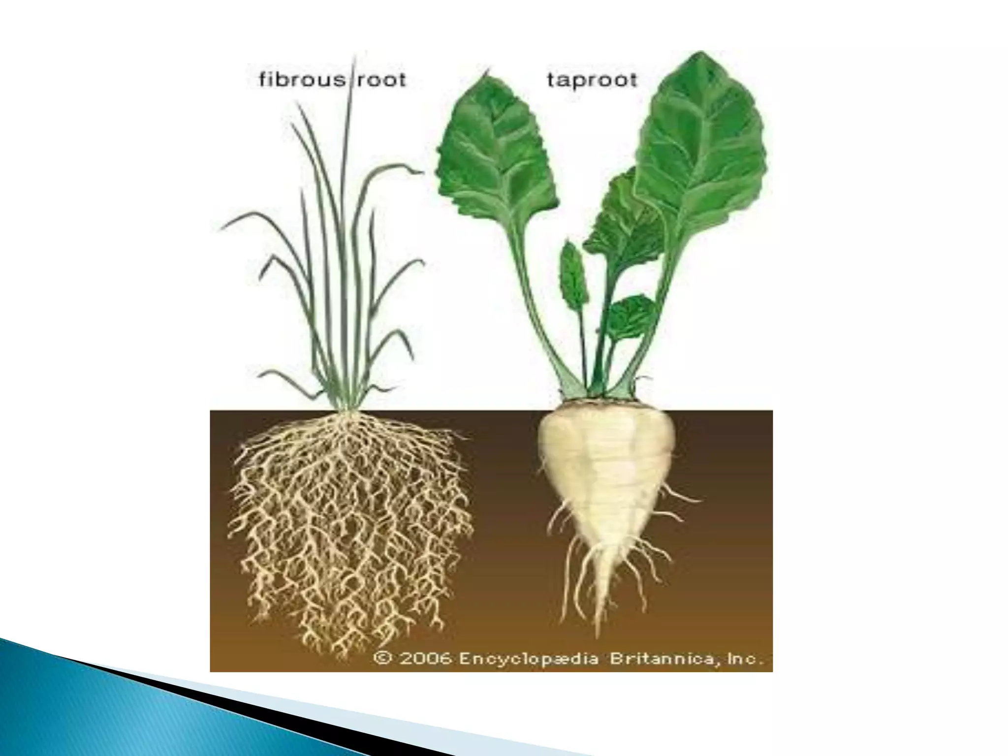 Root Characteristics Types Structure And Functions Pptx