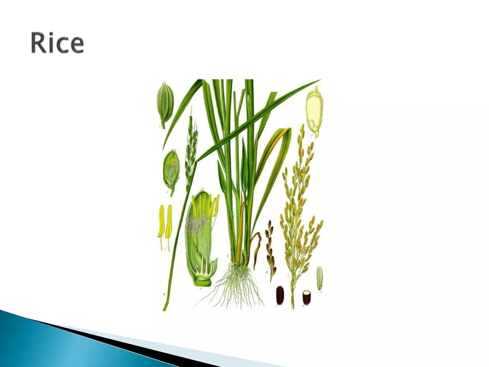 Root - Characteristics, types, Structure & Functions | PPTX