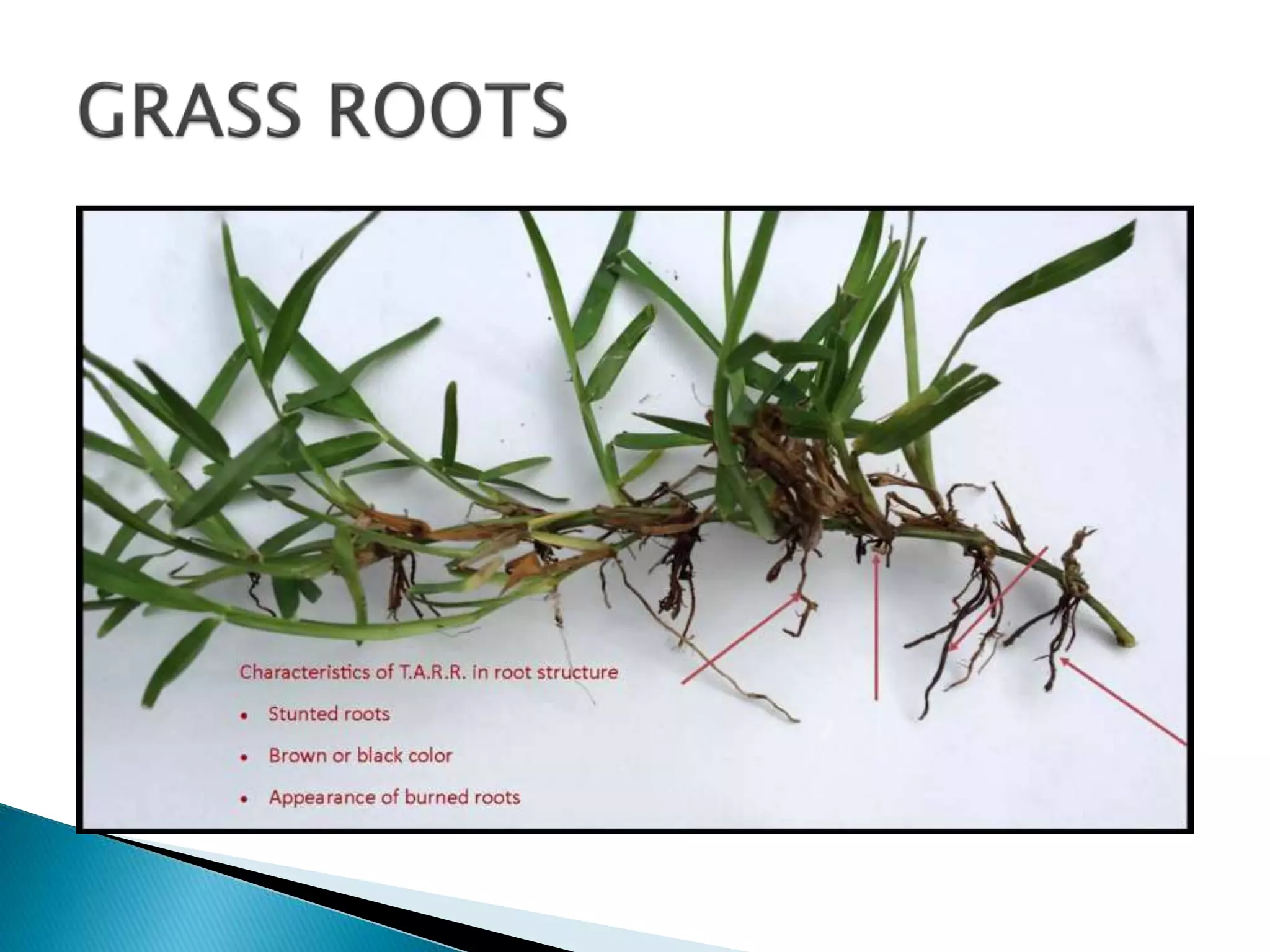 Root - Characteristics, types, Structure & Functions | PPTX