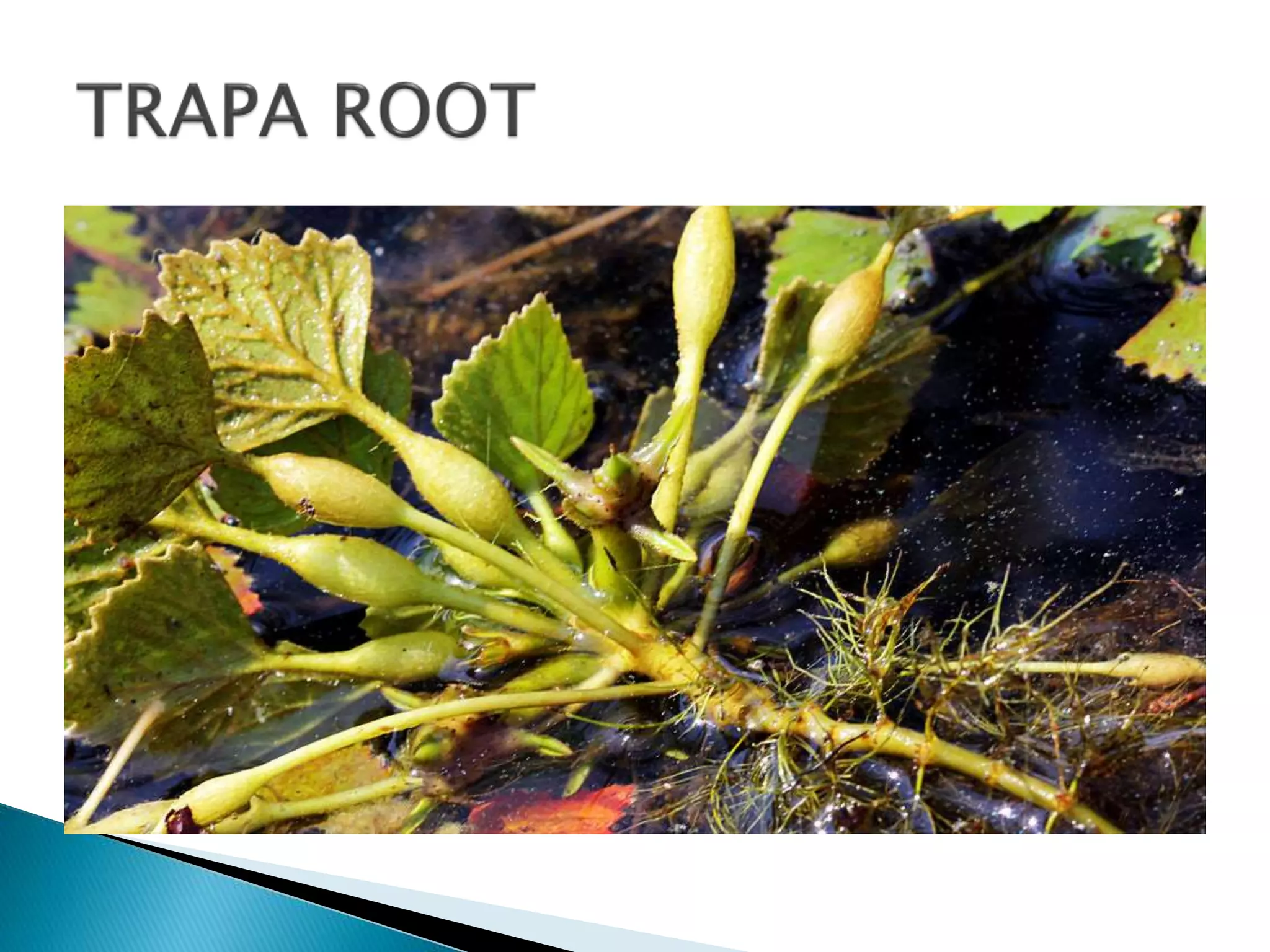 Root - Characteristics, types, Structure & Functions | PPTX