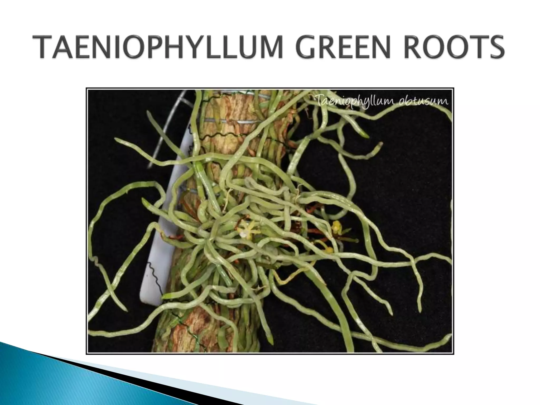 Root - Characteristics, types, Structure & Functions | PPTX