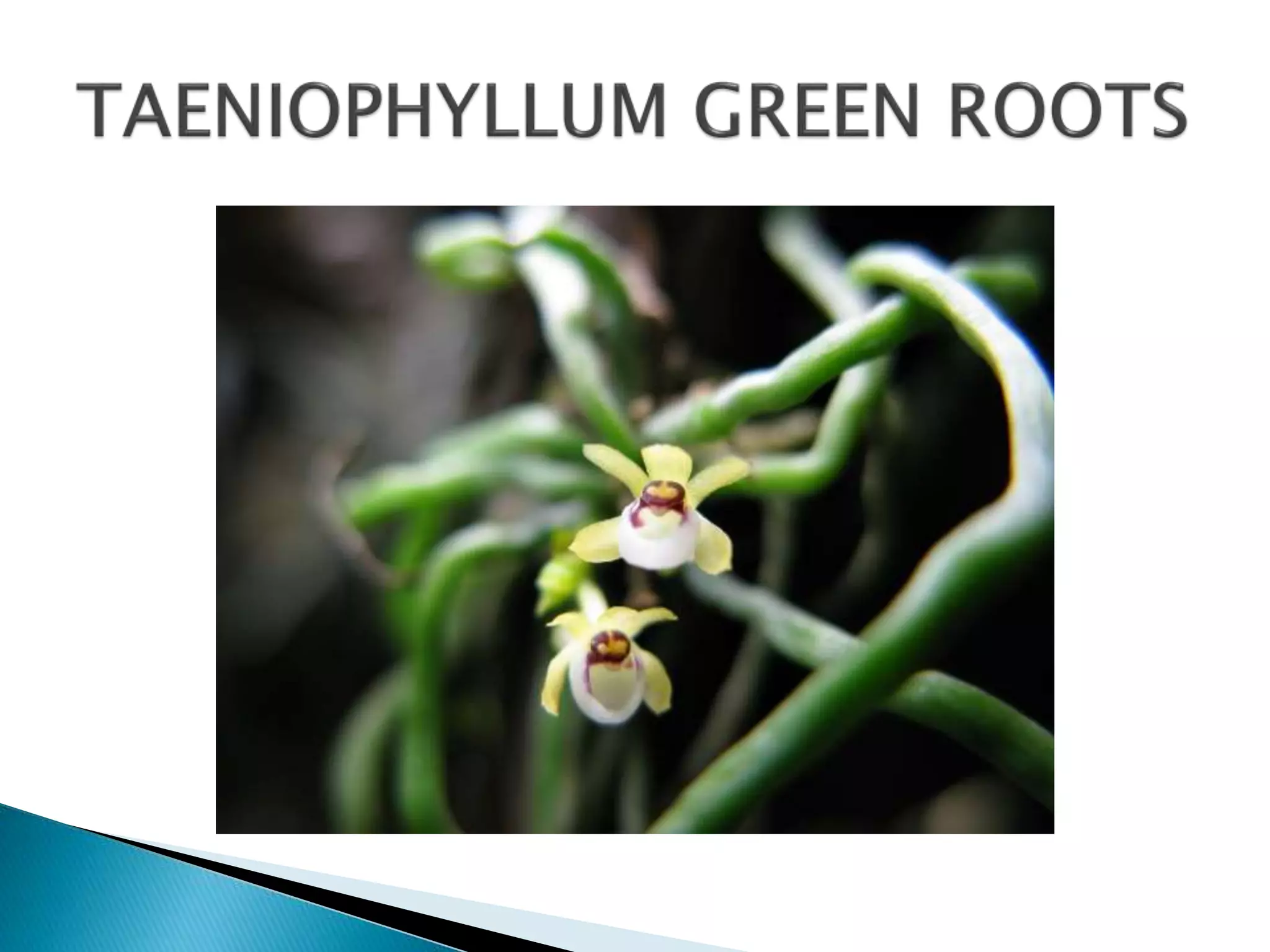 Root - Characteristics, types, Structure & Functions | PPTX