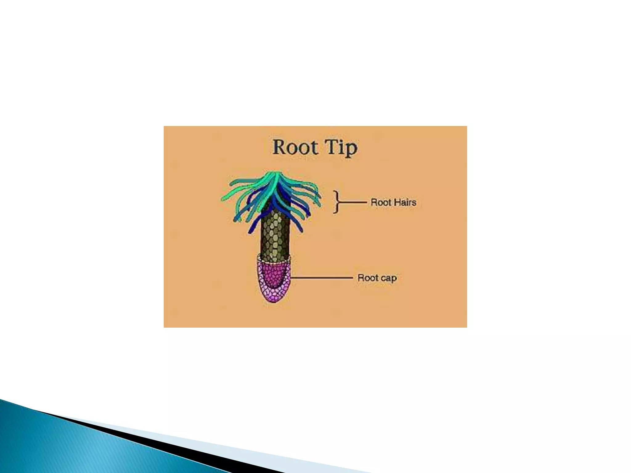 Root - Characteristics, types, Structure & Functions | PPTX