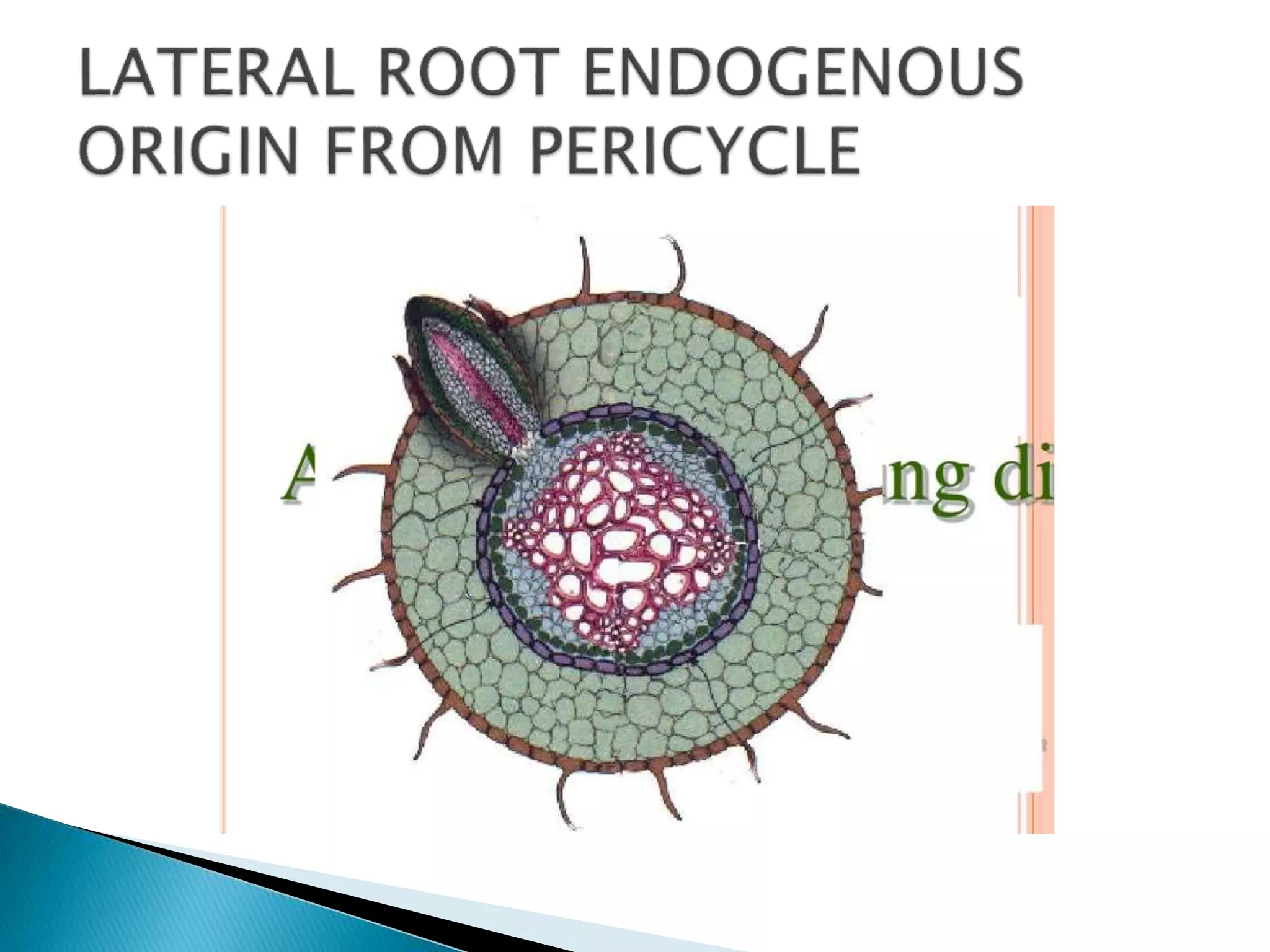 Root - Characteristics, types, Structure & Functions | PPTX