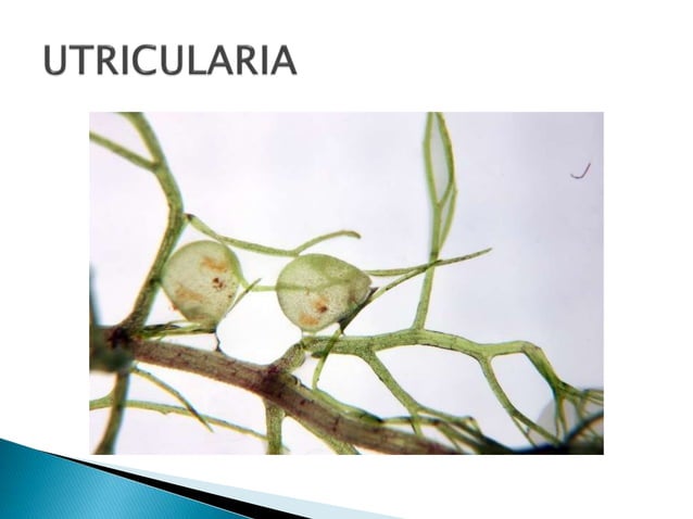 Root Characteristics Types Structure And Functions Ppt Free Download