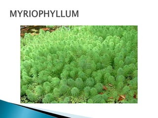 Root - Characteristics, types, Structure & Functions | PPTX