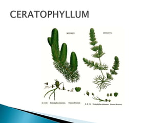 Root - Characteristics, types, Structure & Functions | PPTX