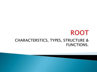 Root - Characteristics, types, Structure & Functions | PPTX