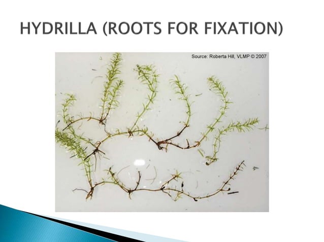 Root - Characteristics, types, Structure & Functions | PPT