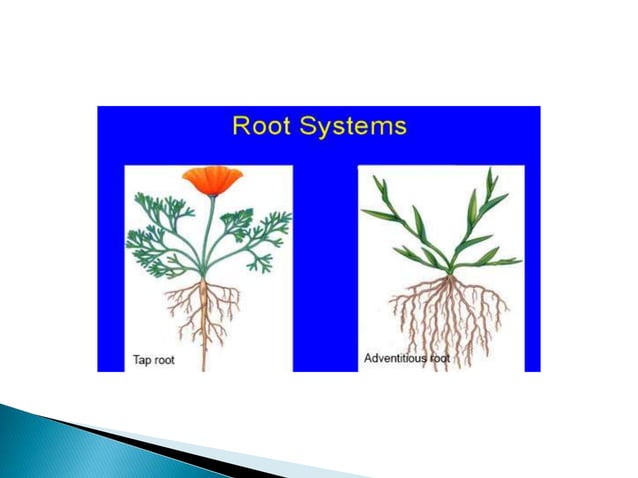 Root - Characteristics, types, Structure & Functions | PPT