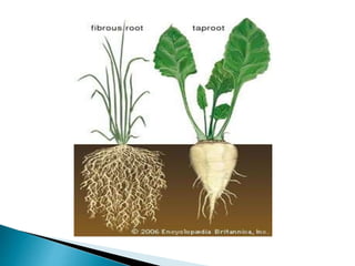 Root - Characteristics, types, Structure & Functions | PPTX