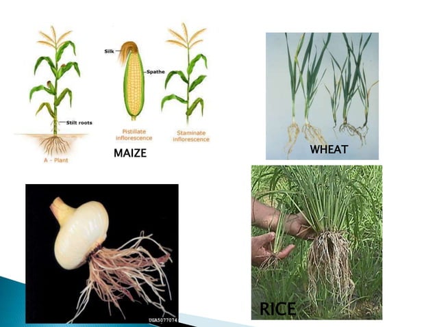 Root - Characteristics, types, Structure & Functions | PPTX
