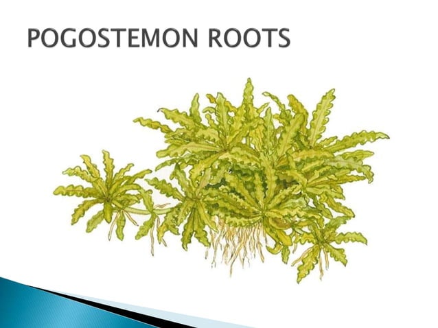 Root Characteristics Types Structure And Functions Ppt Free Download