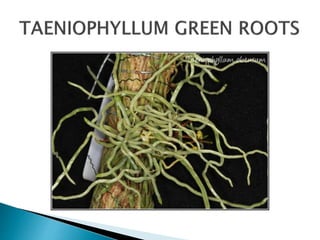 Root - Characteristics, types, Structure & Functions | PPTX