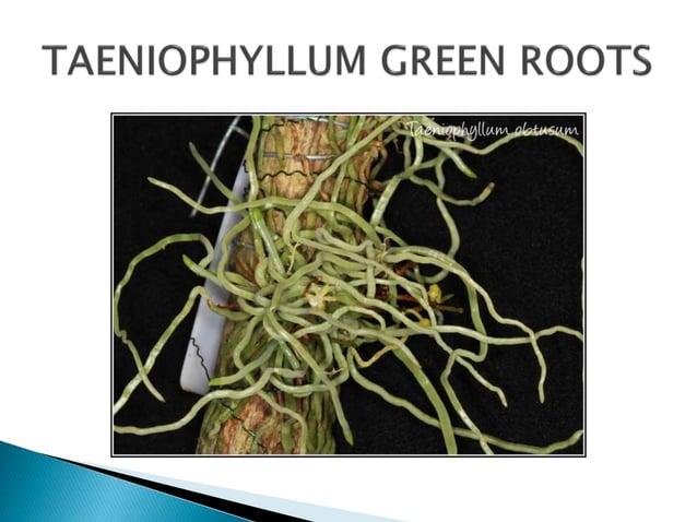 Root - Characteristics, types, Structure & Functions | PPTX