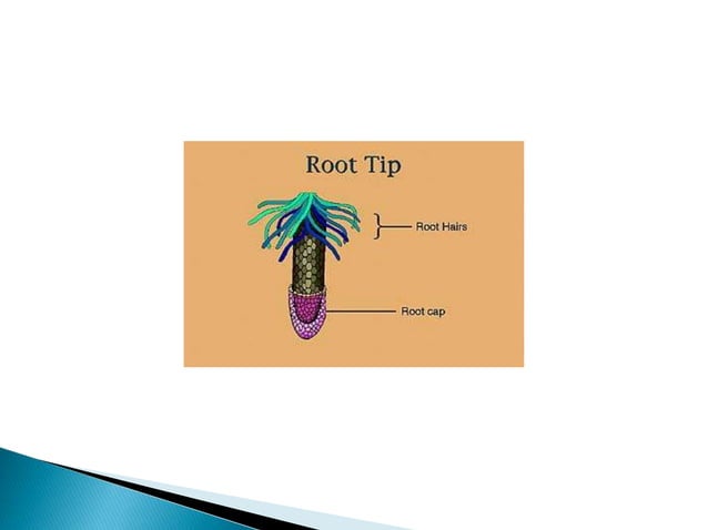 Root - Characteristics, types, Structure & Functions | PPTX