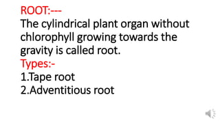 Root and its types | PPTX
