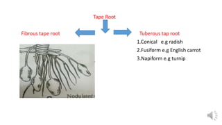 Root and its types | PPTX